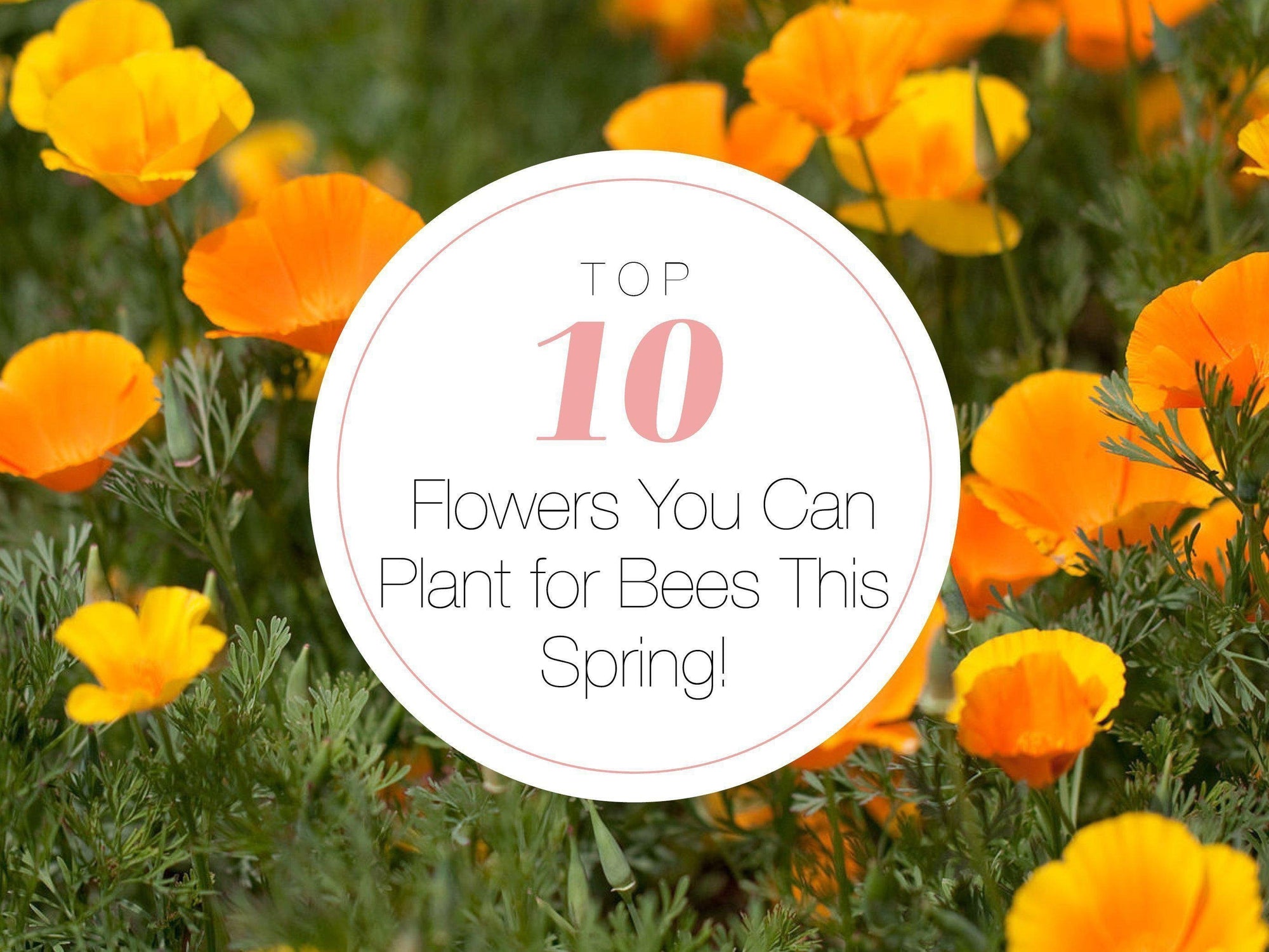 Top 10 Flowers You Can Plant for Bees This Spring!